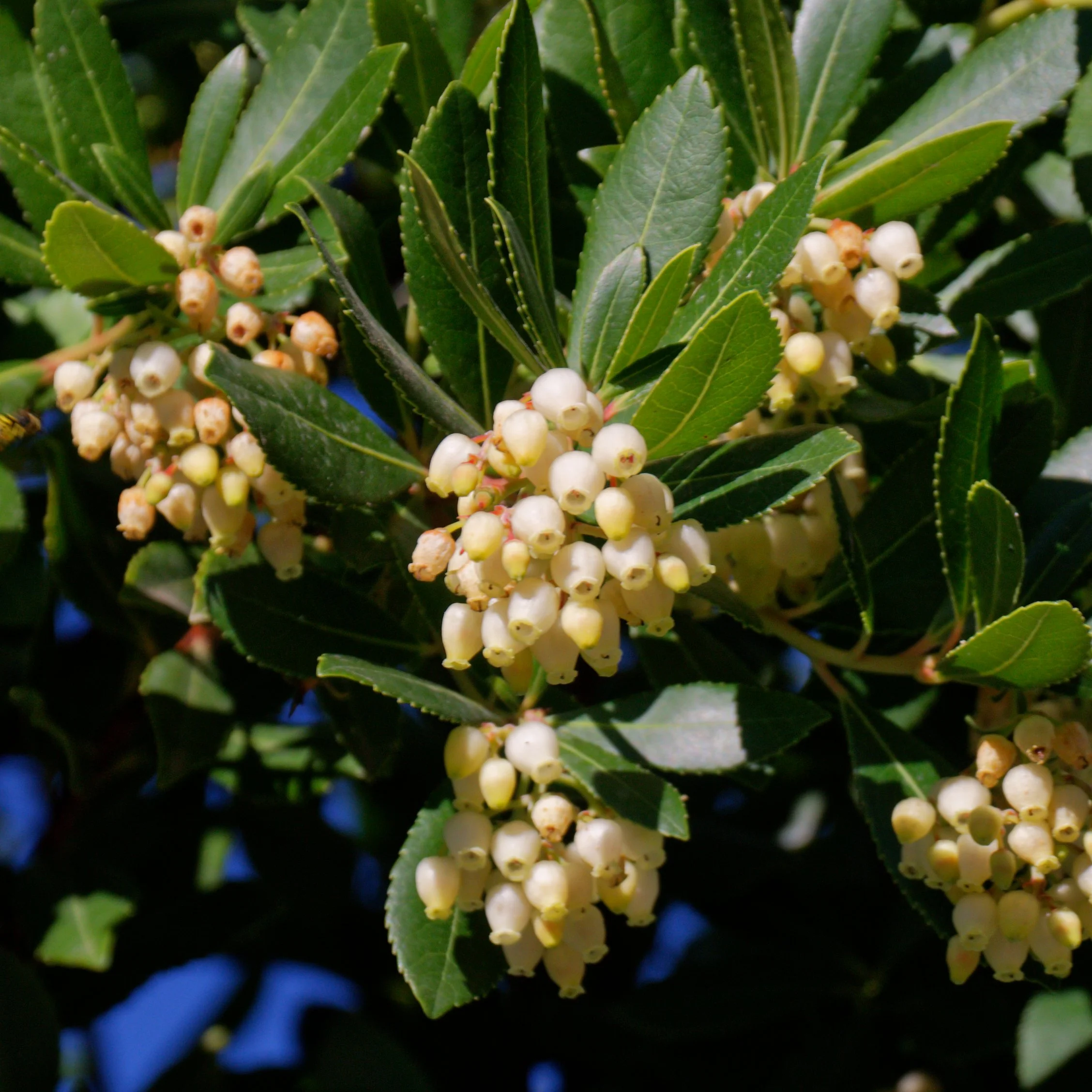 Mediterranean Myrtle — Wanderlust Nursery