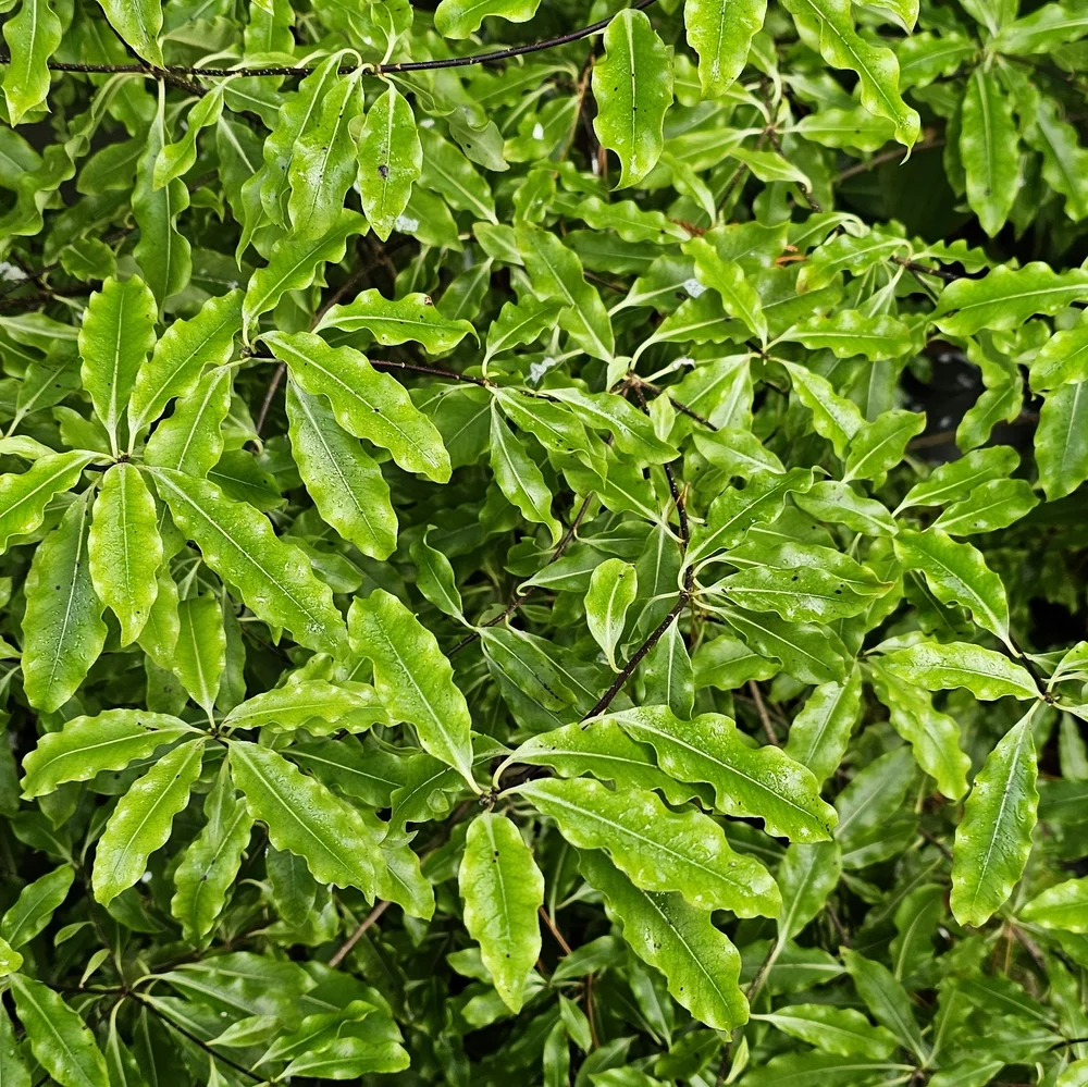 Mediterranean Myrtle — Wanderlust Nursery