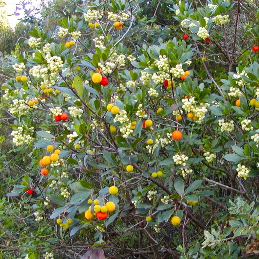 Mediterranean Myrtle — Wanderlust Nursery