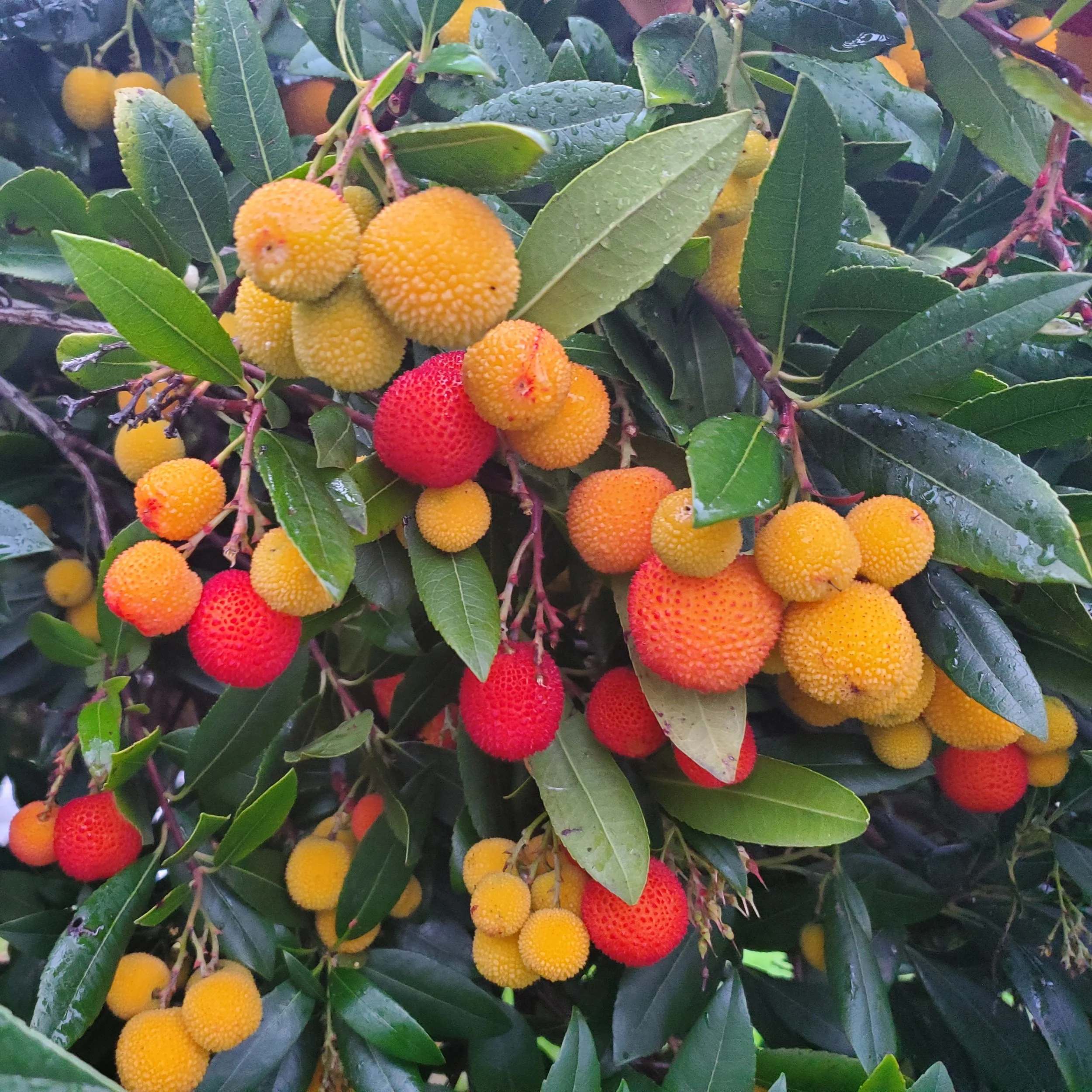 Mediterranean Myrtle — Wanderlust Nursery