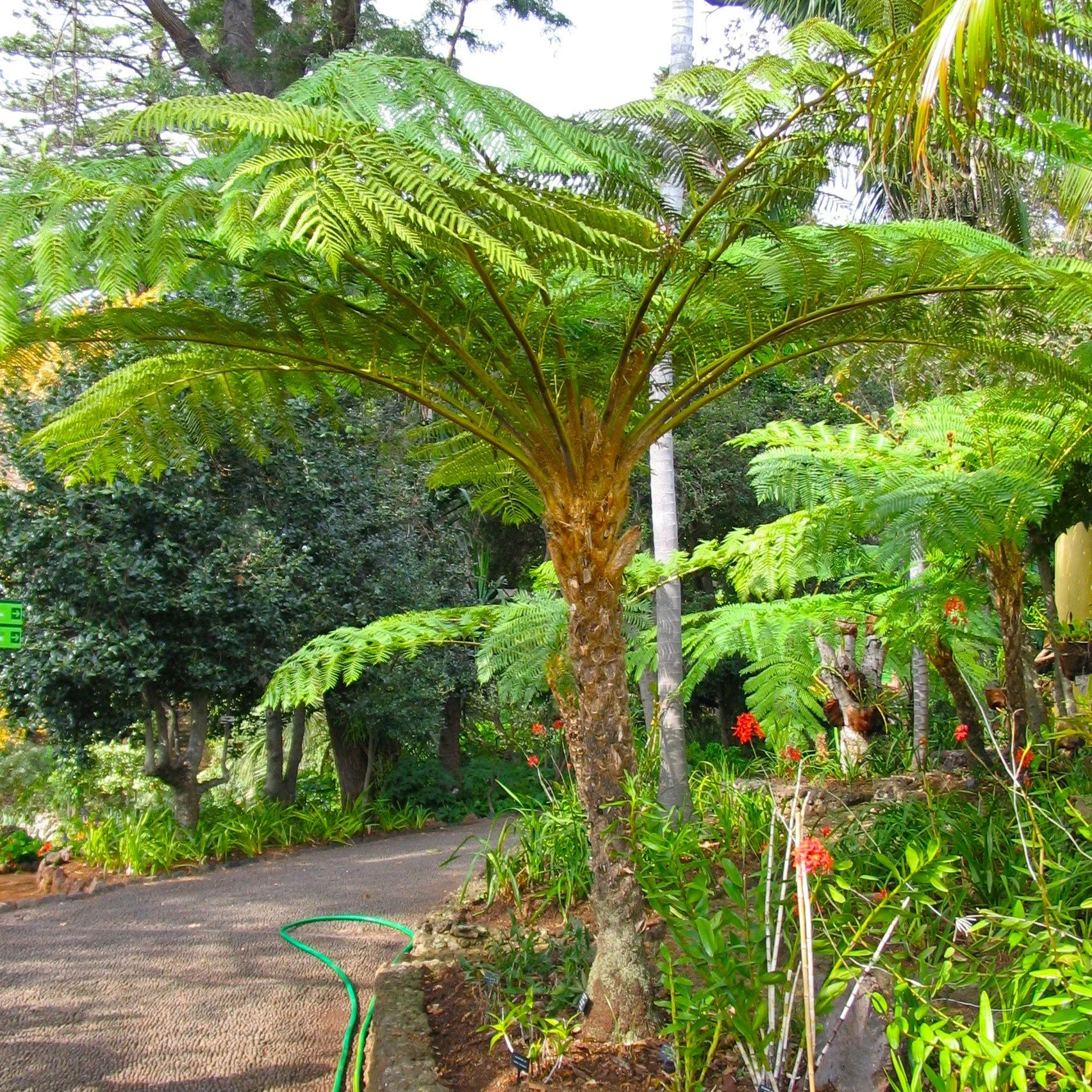 'Golden Zebra' Fern — Wanderlust Nursery