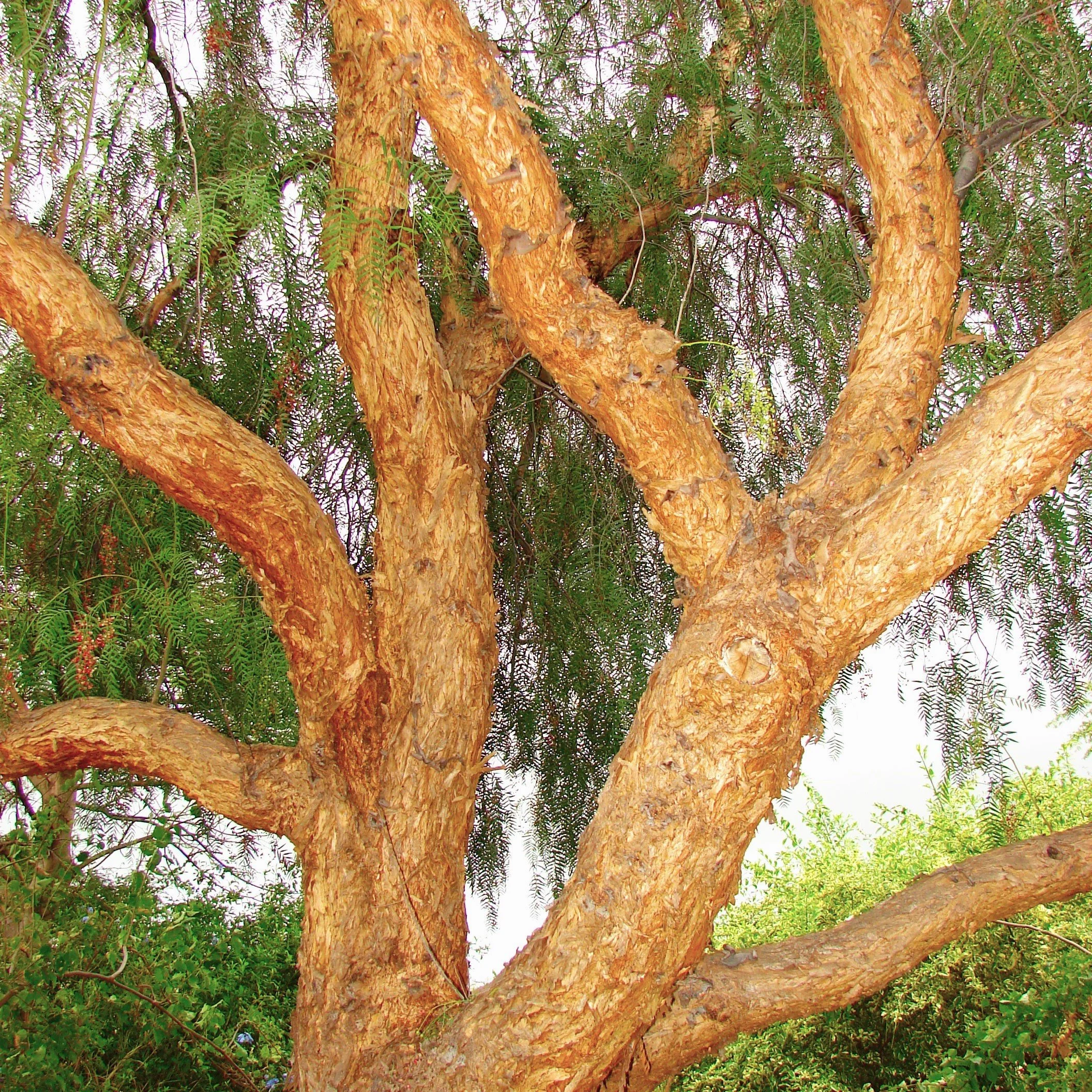 Mediterranean Myrtle — Wanderlust Nursery