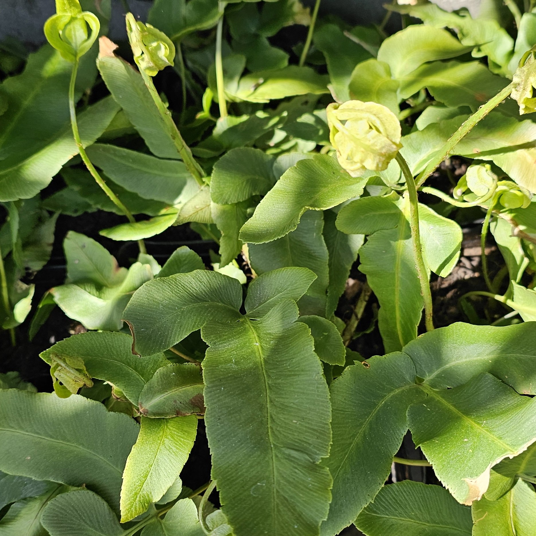 Siebold's Wood Fern — Wanderlust Nursery