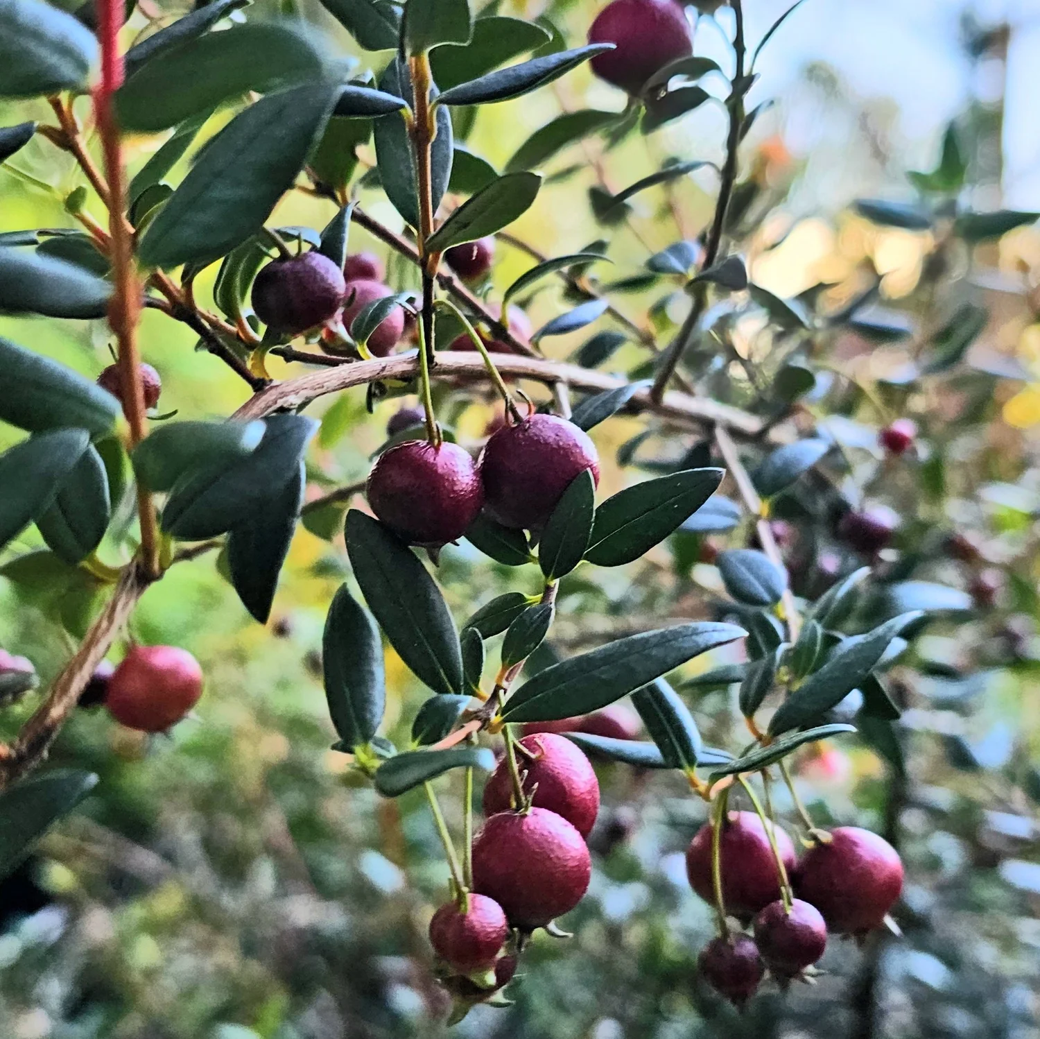 Chilean Wineberry — Wanderlust Nursery