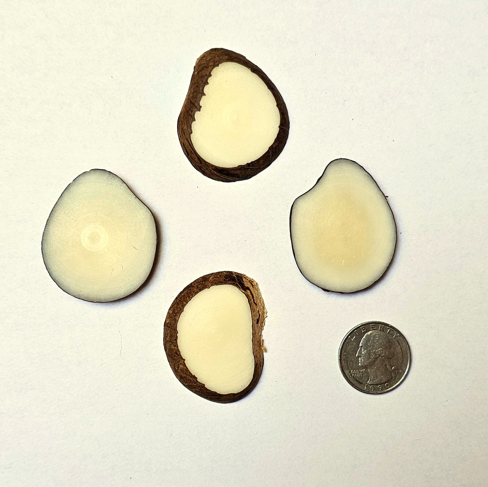 Banksia Pod — Wanderlust Nursery