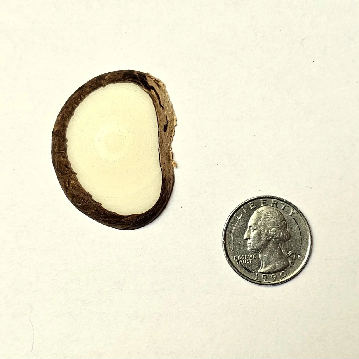 Banksia Pod — Wanderlust Nursery