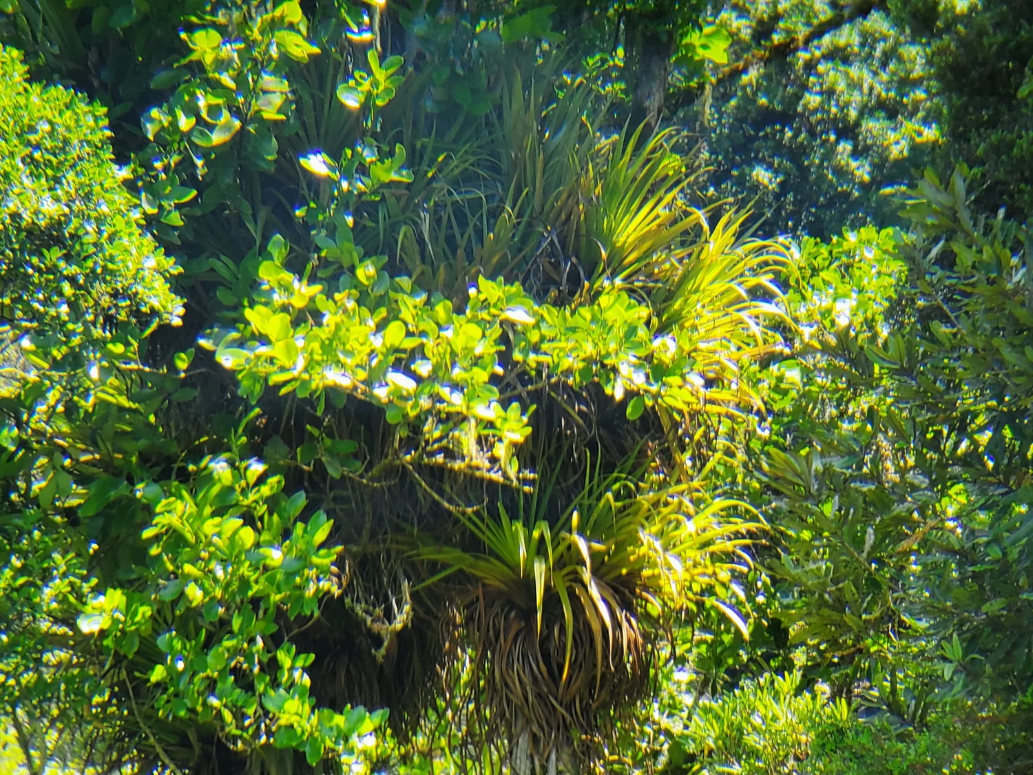 Temperate Rainforests of New Zealand — Wanderlust Nursery
