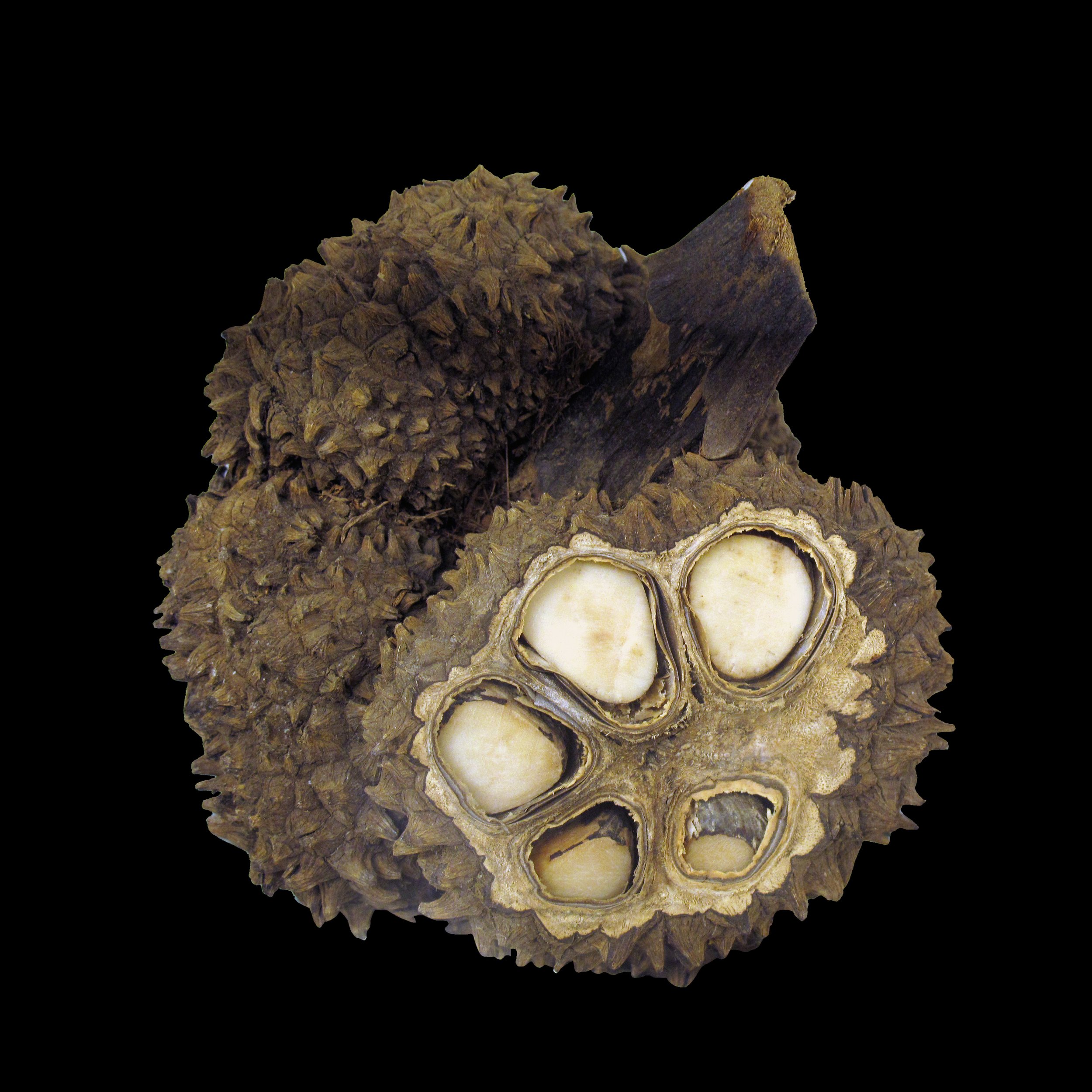 Raw Tagua Nut — Wanderlust Nursery