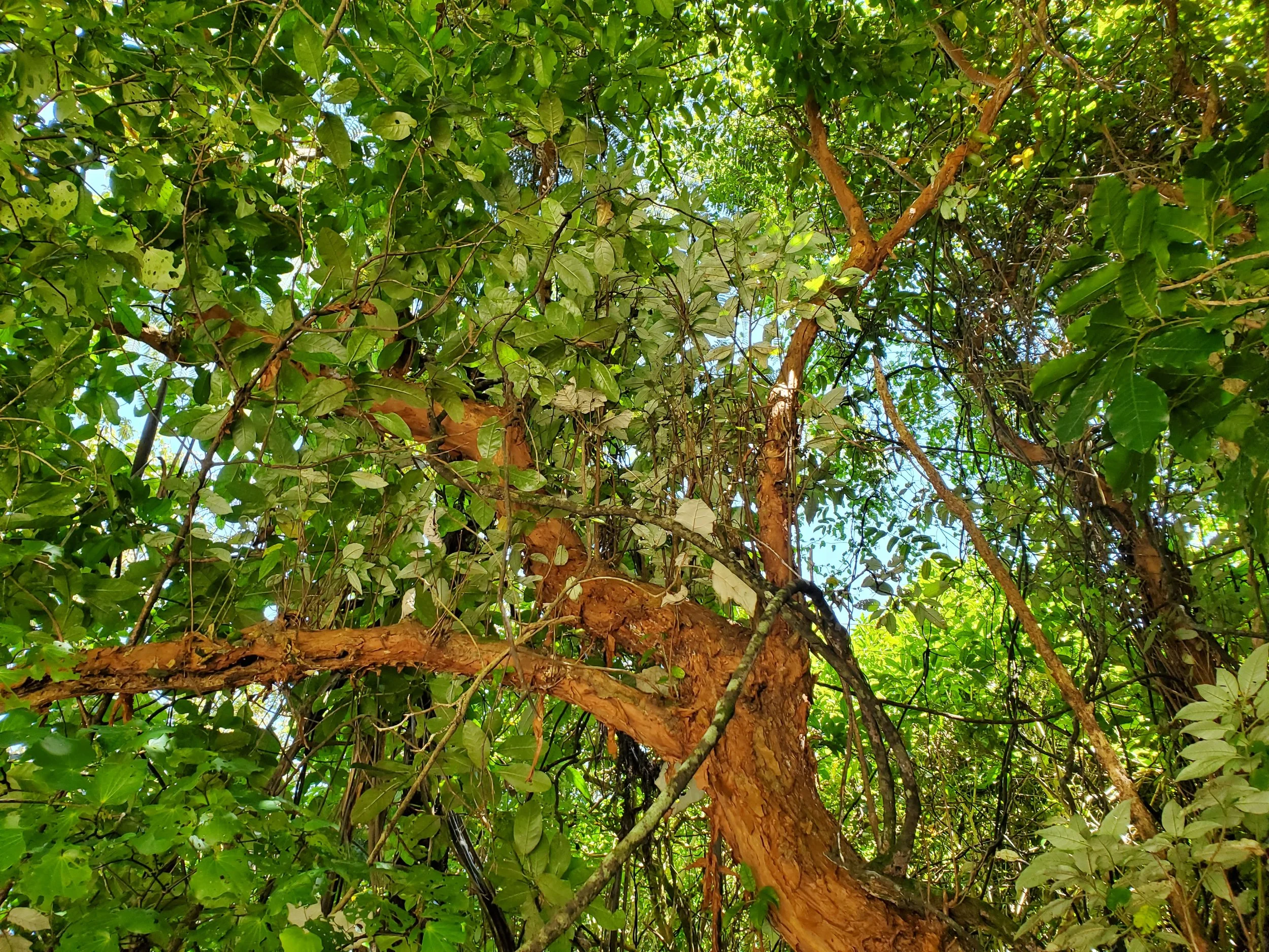 Temperate Rainforests of New Zealand — Wanderlust Nursery