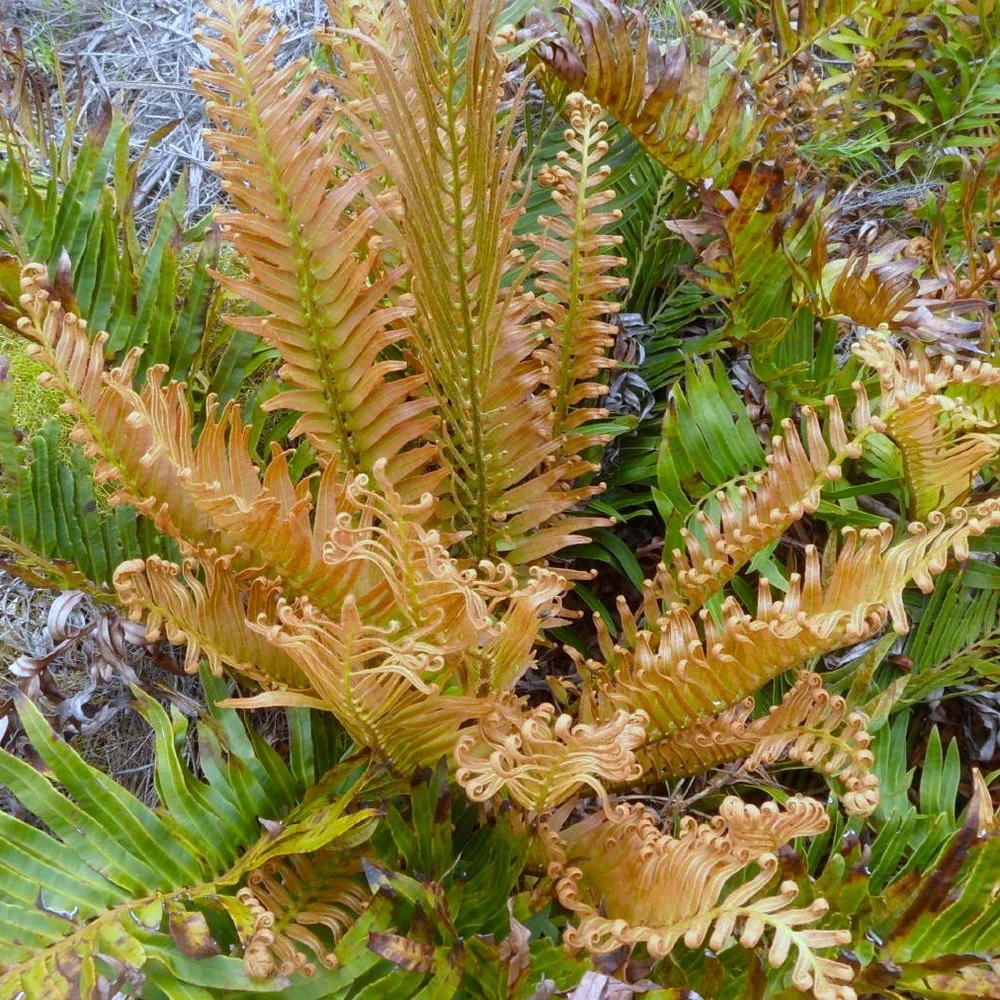 Australian Tree Fern — Wanderlust Nursery