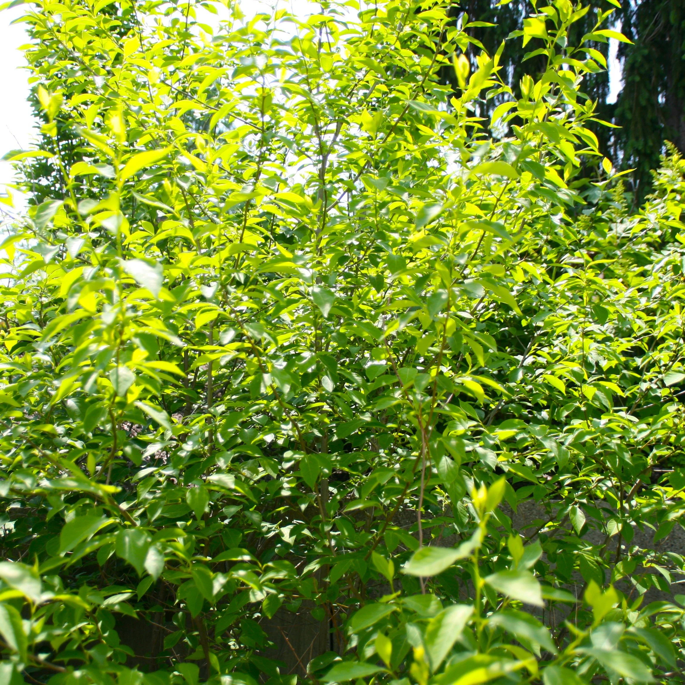 Creeping Raspberry — Wanderlust Nursery