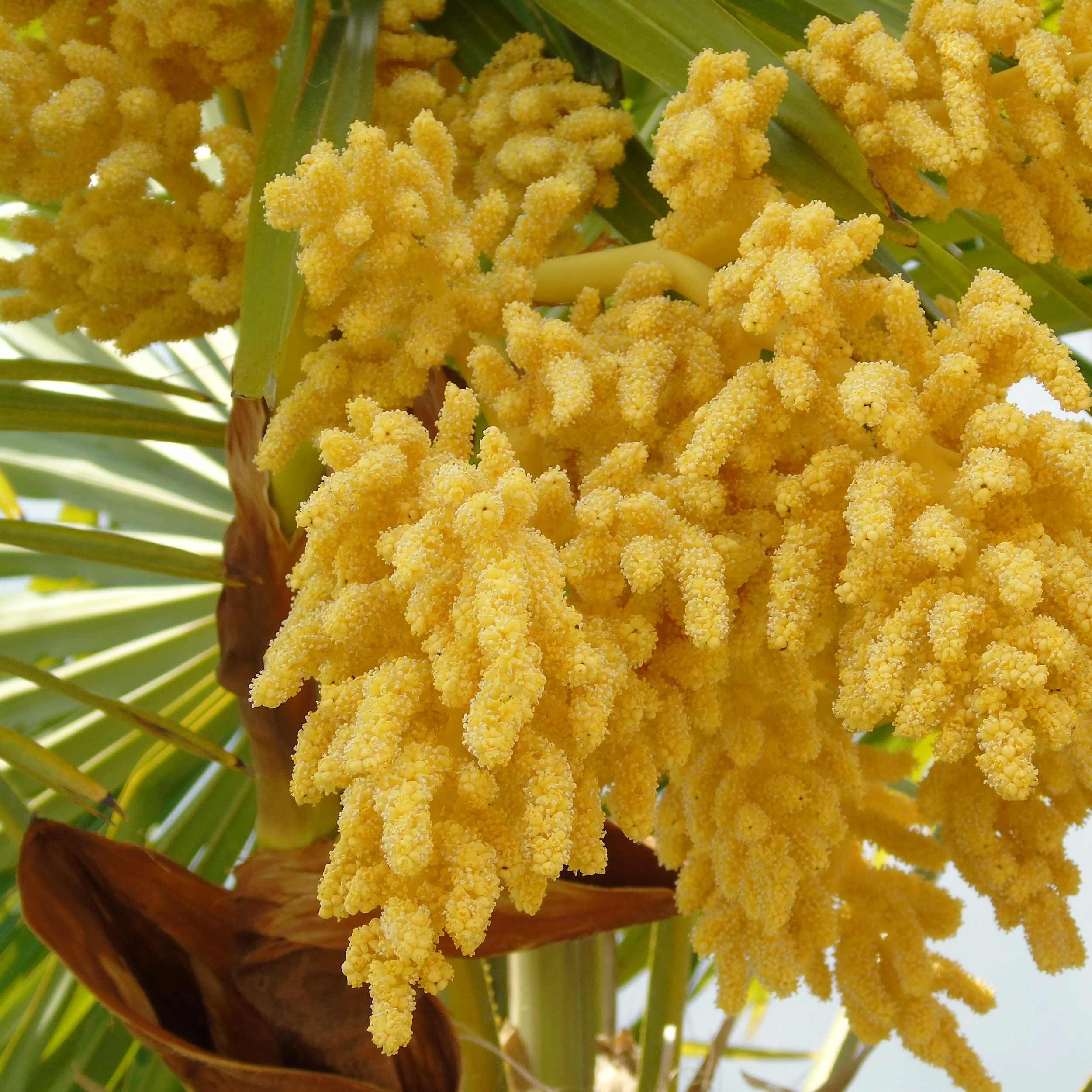 Sansho Pepper — Wanderlust Nursery