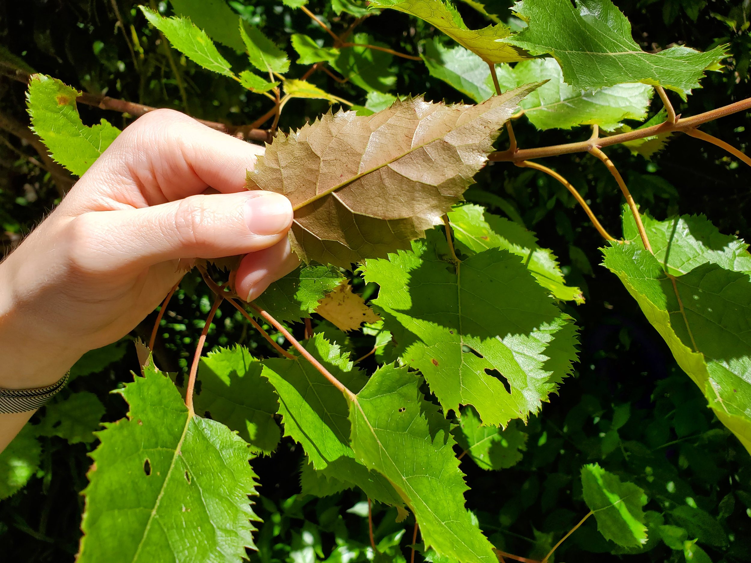 Temperate Rainforests of New Zealand — Wanderlust Nursery