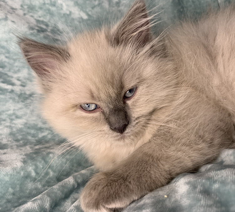 Examples of Previous Kittens — Cosmic Therapy Ragdoll Kitty Bushes