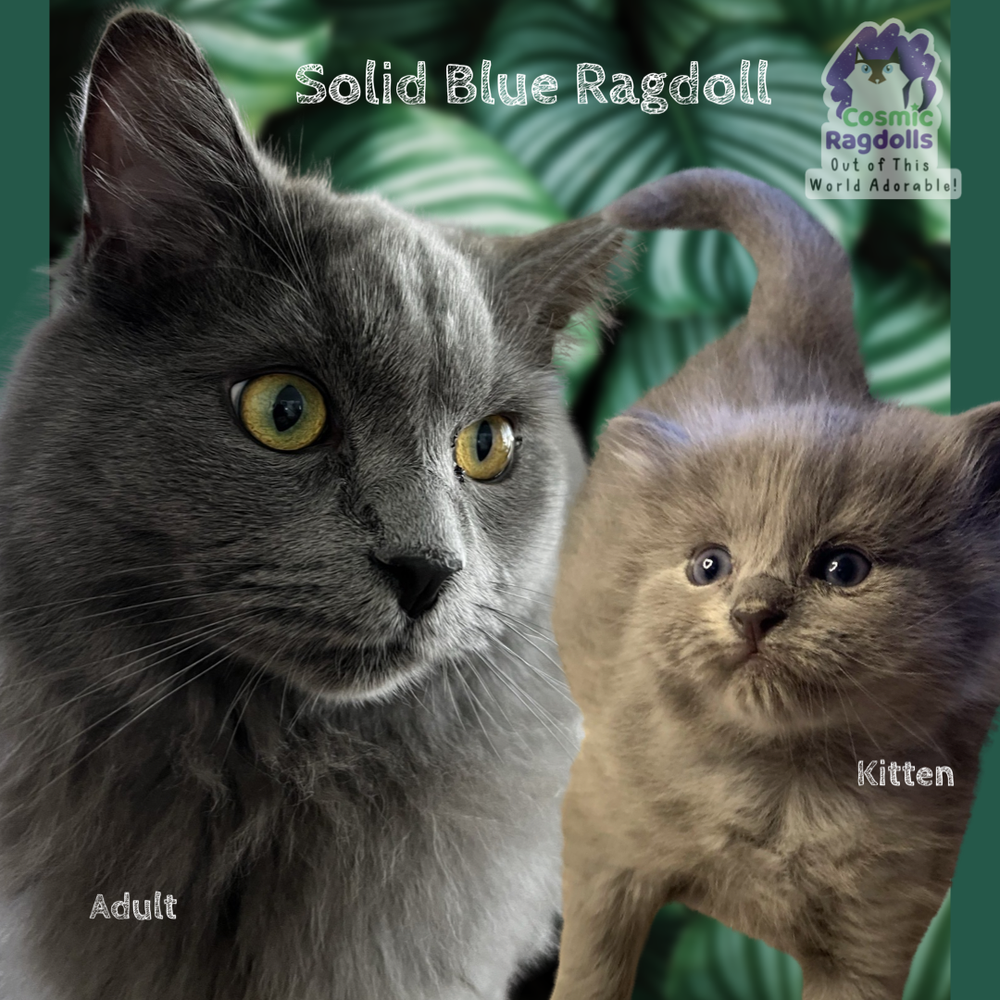 Ragdoll Patterns and Genetics — Cosmic Therapy Ragdoll Kitty Bushes