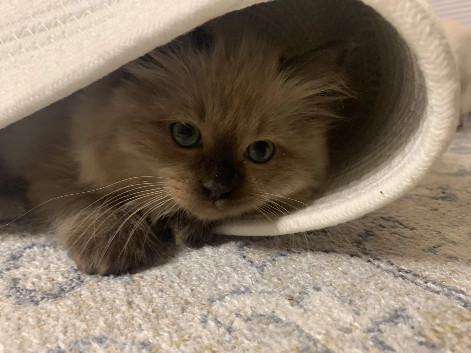 Seal Ragdoll Coloring Examples — Cosmic Therapy Ragdoll Kitty Bushes