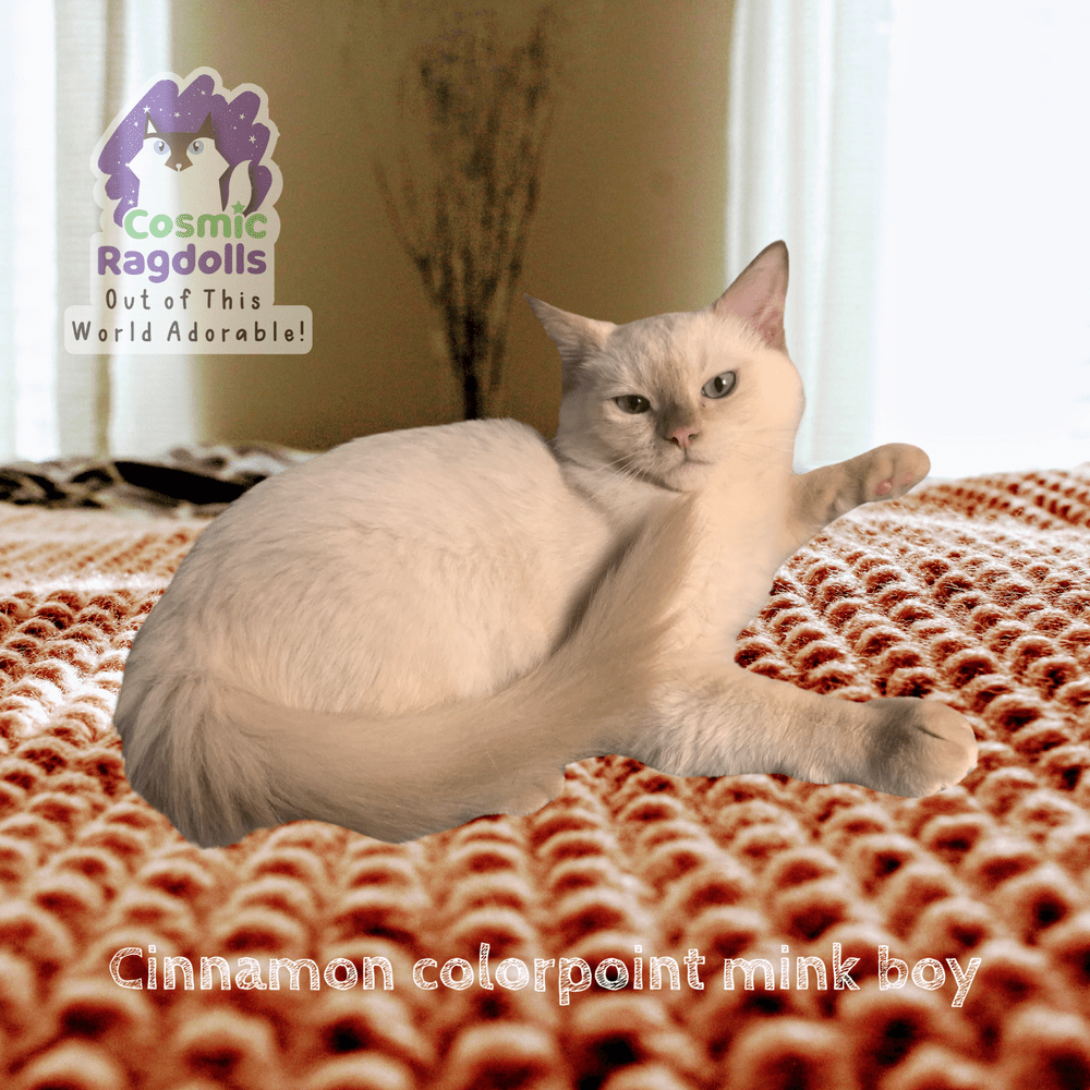 Cinnamon Ragdoll Coloring Examples — Cosmic Therapy Ragdoll Kitty Bushes