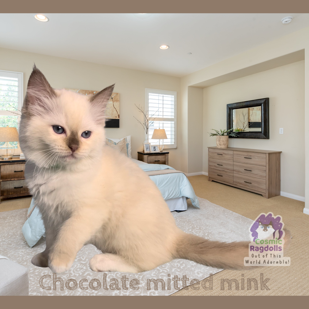 Chocolate Ragdoll Coloring Examples — Cosmic Therapy Ragdoll Kitty Bushes