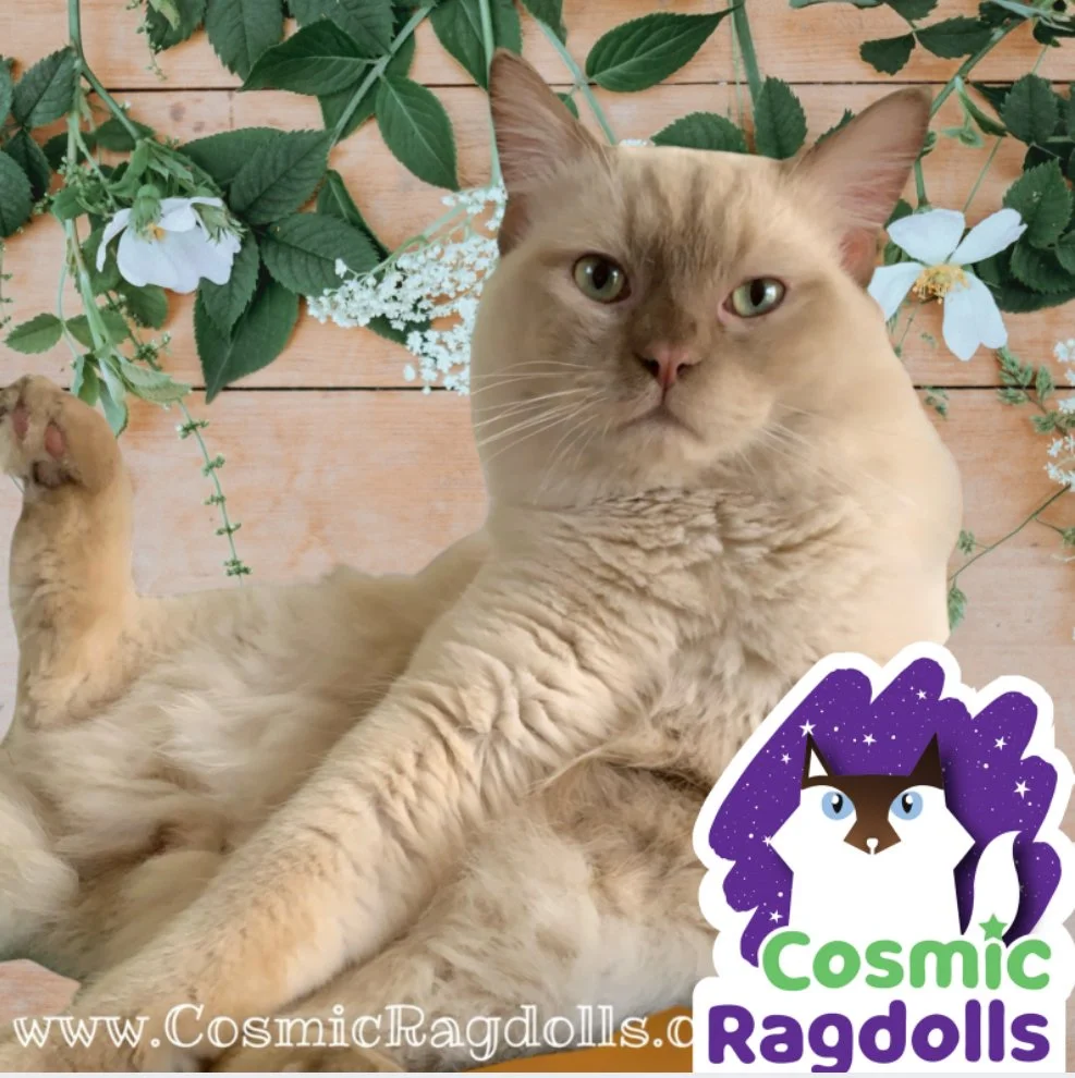 Cinnamon Ragdoll Coloring Examples — Cosmic Therapy Ragdoll Kitty Bushes