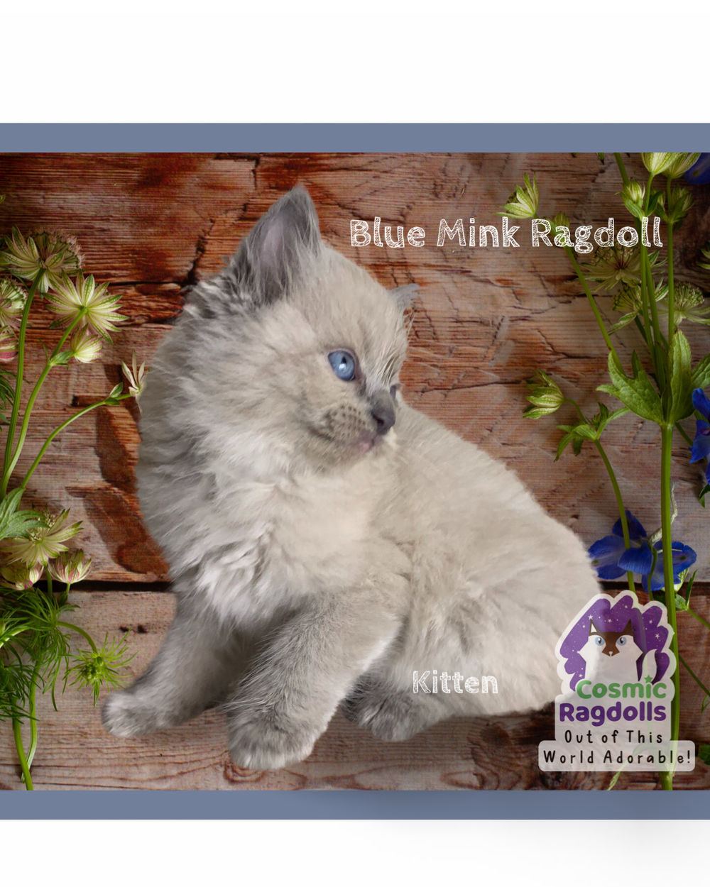 Ragdoll Colors & Genetics — Cosmic Therapy Ragdoll Kitty Bushes