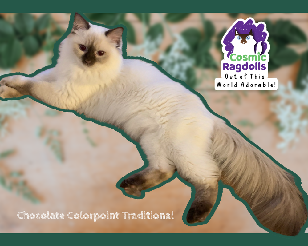 Chocolate Ragdoll Coloring Examples — Cosmic Therapy Ragdoll Kitty Bushes