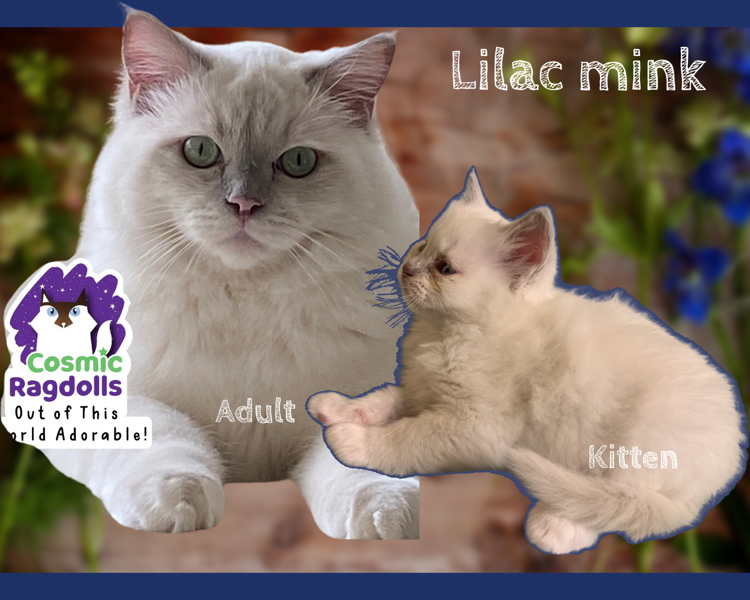 Ragdoll Colors & Genetics — Cosmic Therapy Ragdoll Kitty Bushes