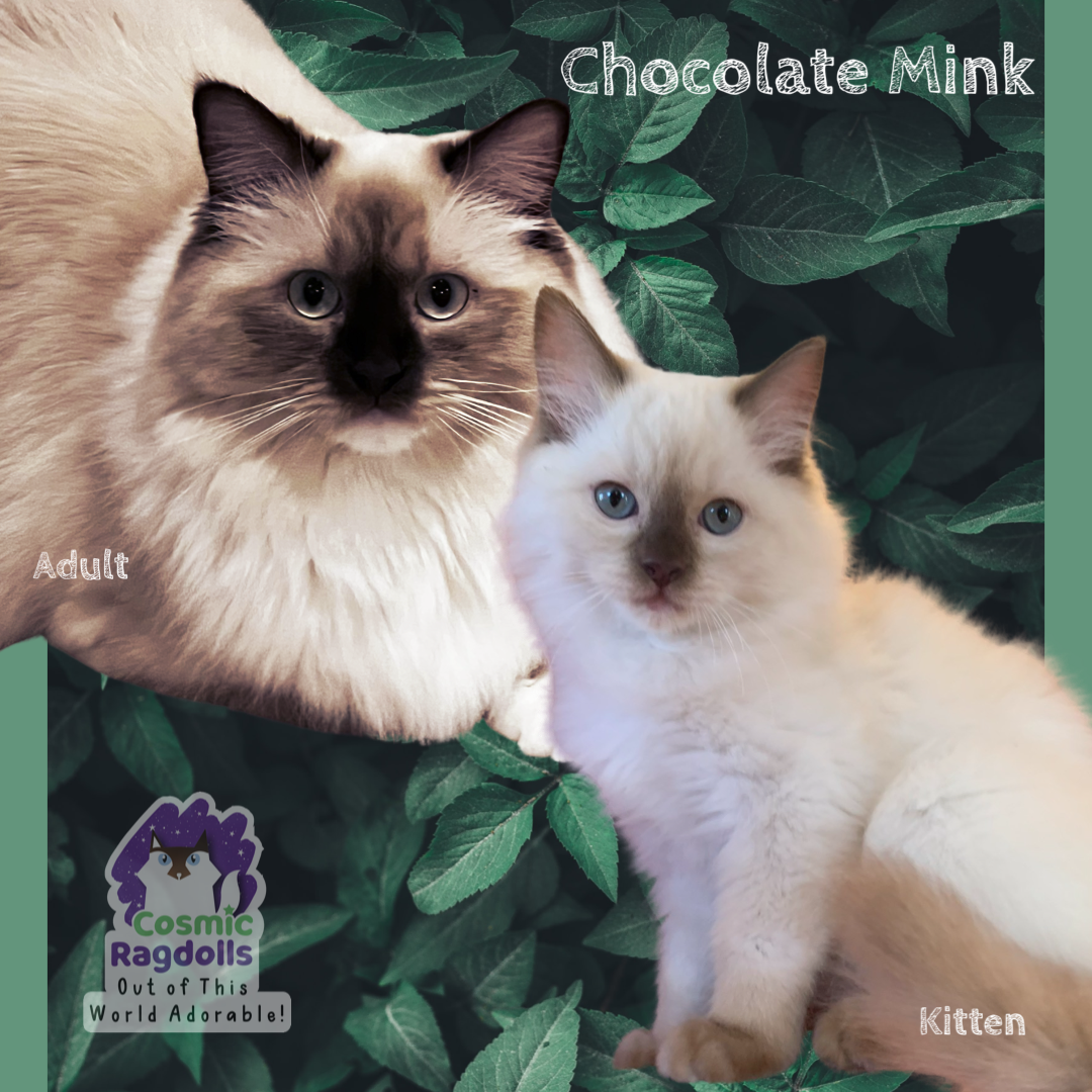 Ragdoll Colors & Genetics — Cosmic Therapy Ragdoll Kitty Bushes