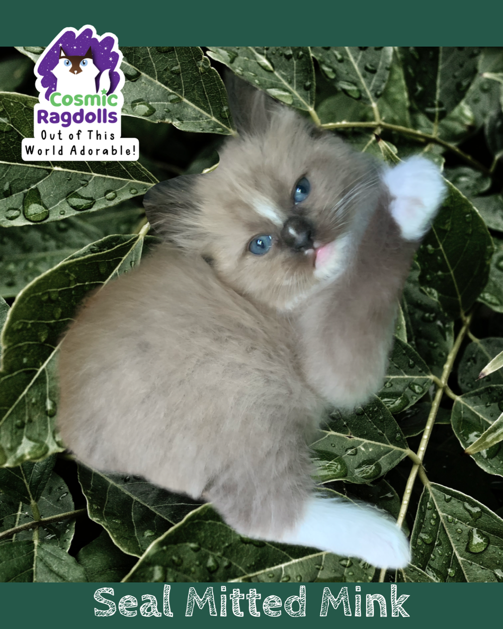 Seal Ragdoll Coloring Examples — Cosmic Therapy Ragdoll Kitty Bushes