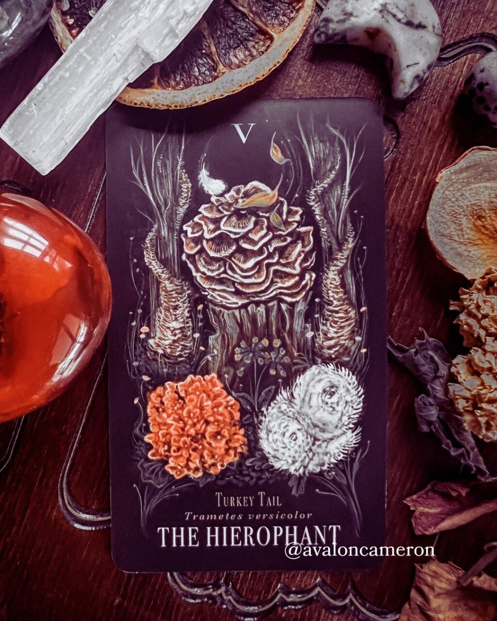 Avalon Cameron the Folk Witch, Tarot Teacher, Book Lover