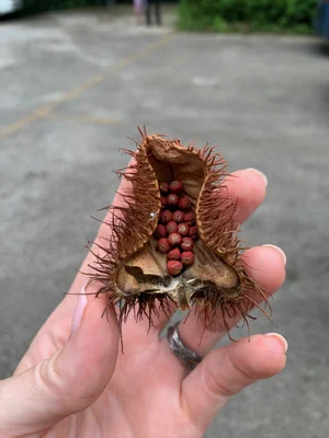 Roucou, powerful Indigenous skin medicine — Holly Bynoe