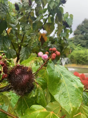 Roucou, powerful Indigenous skin medicine — Holly Bynoe