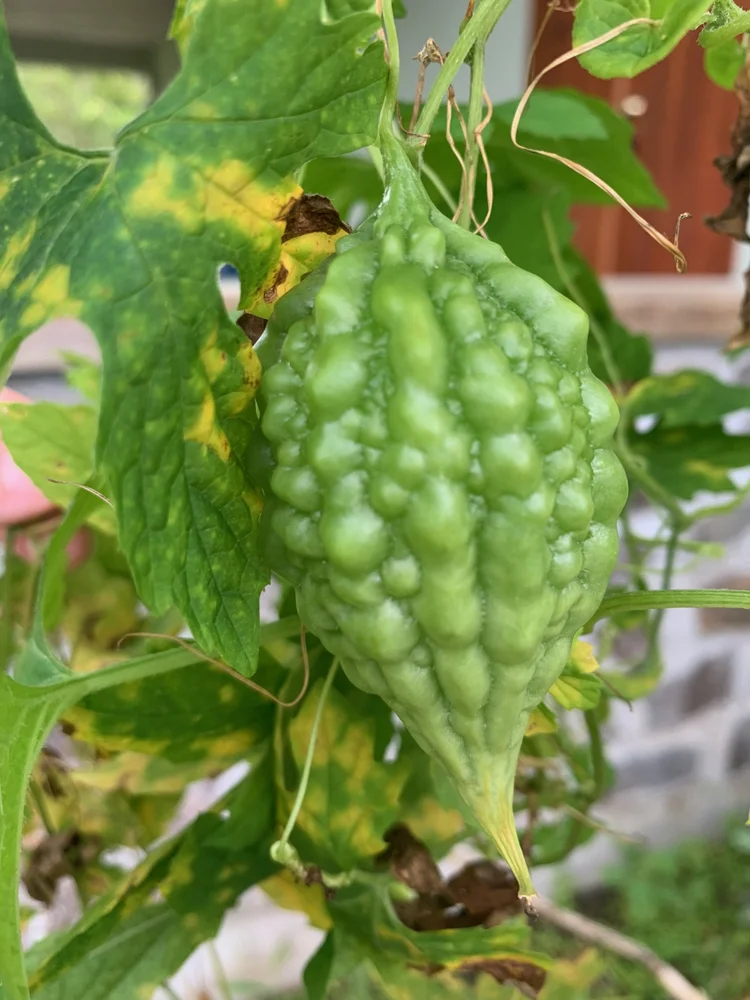 Corilla, Cerasee, Carila, a strange and bitter medicine — Holly Bynoe