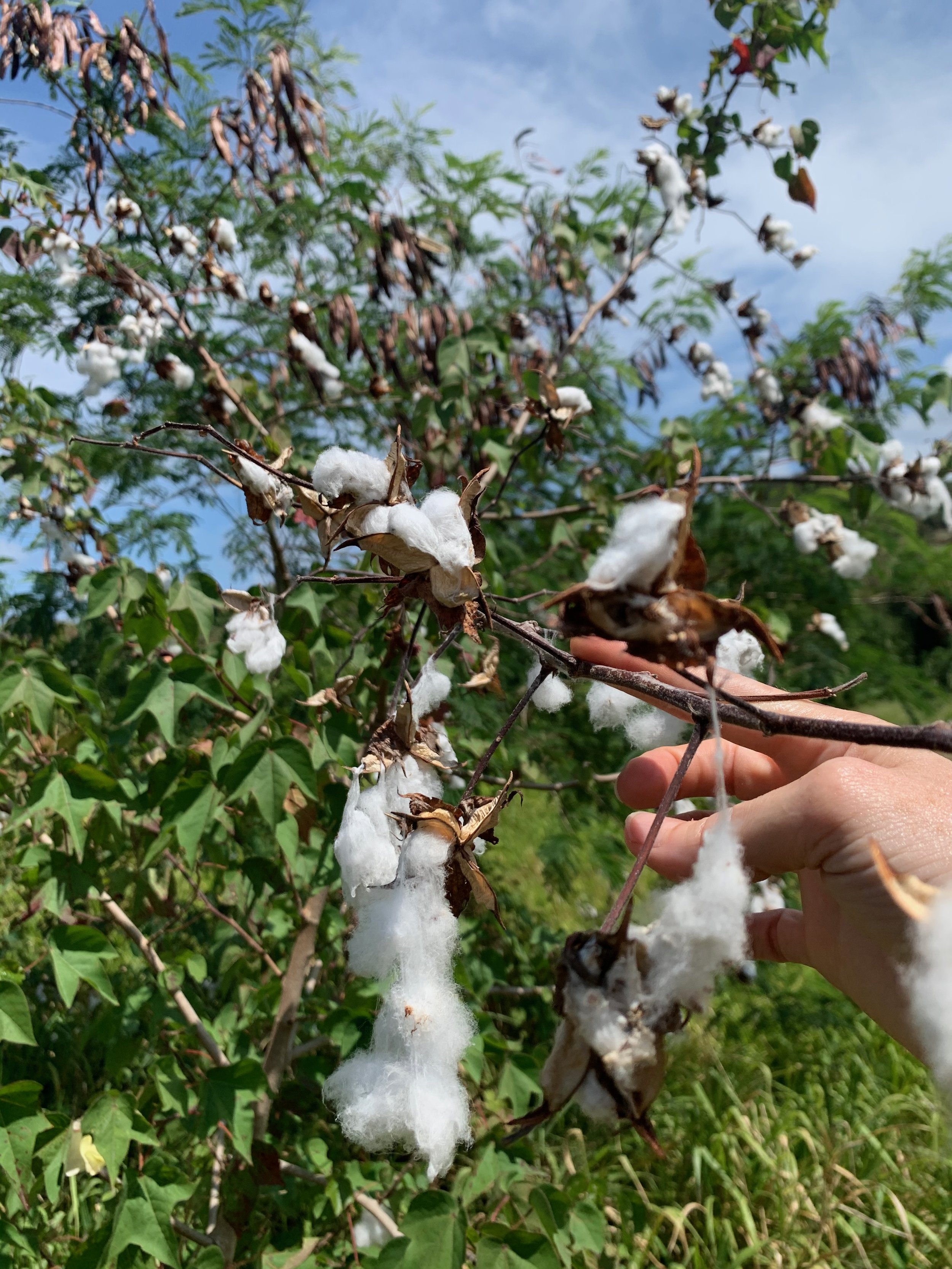 Sea Island Cotton - Gossypium barbadense — Holly Bynoe