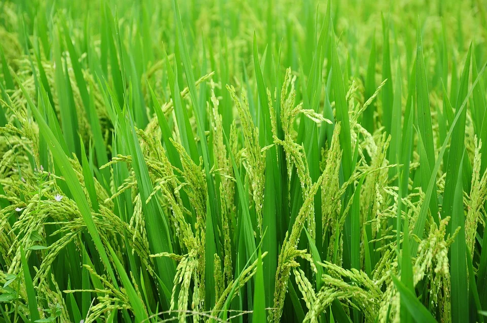 Association for the Administration of Rice Quotas, Inc.