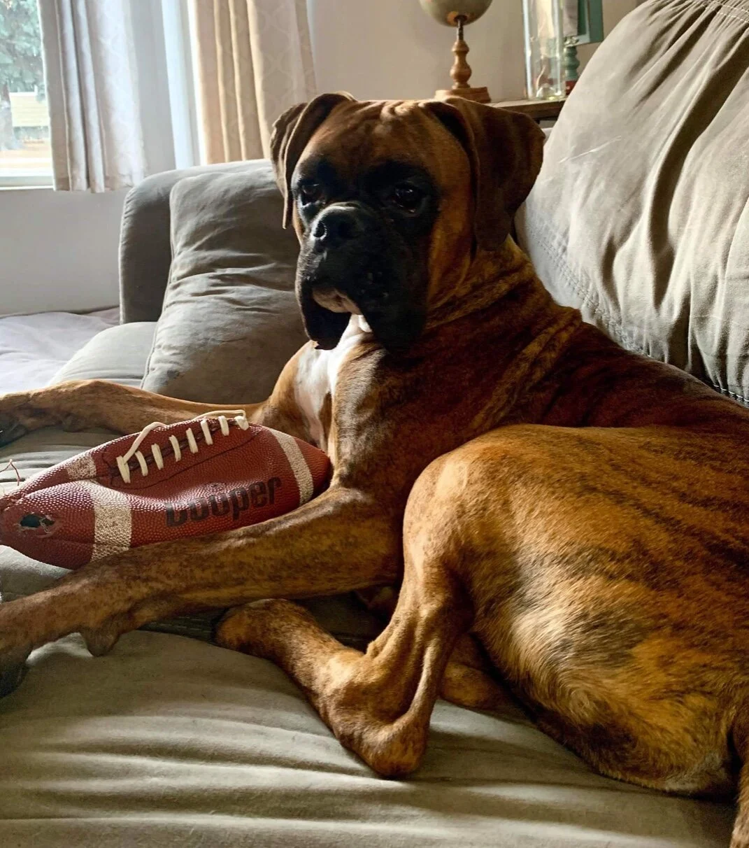 Are Boxers Good With French Bulldogs