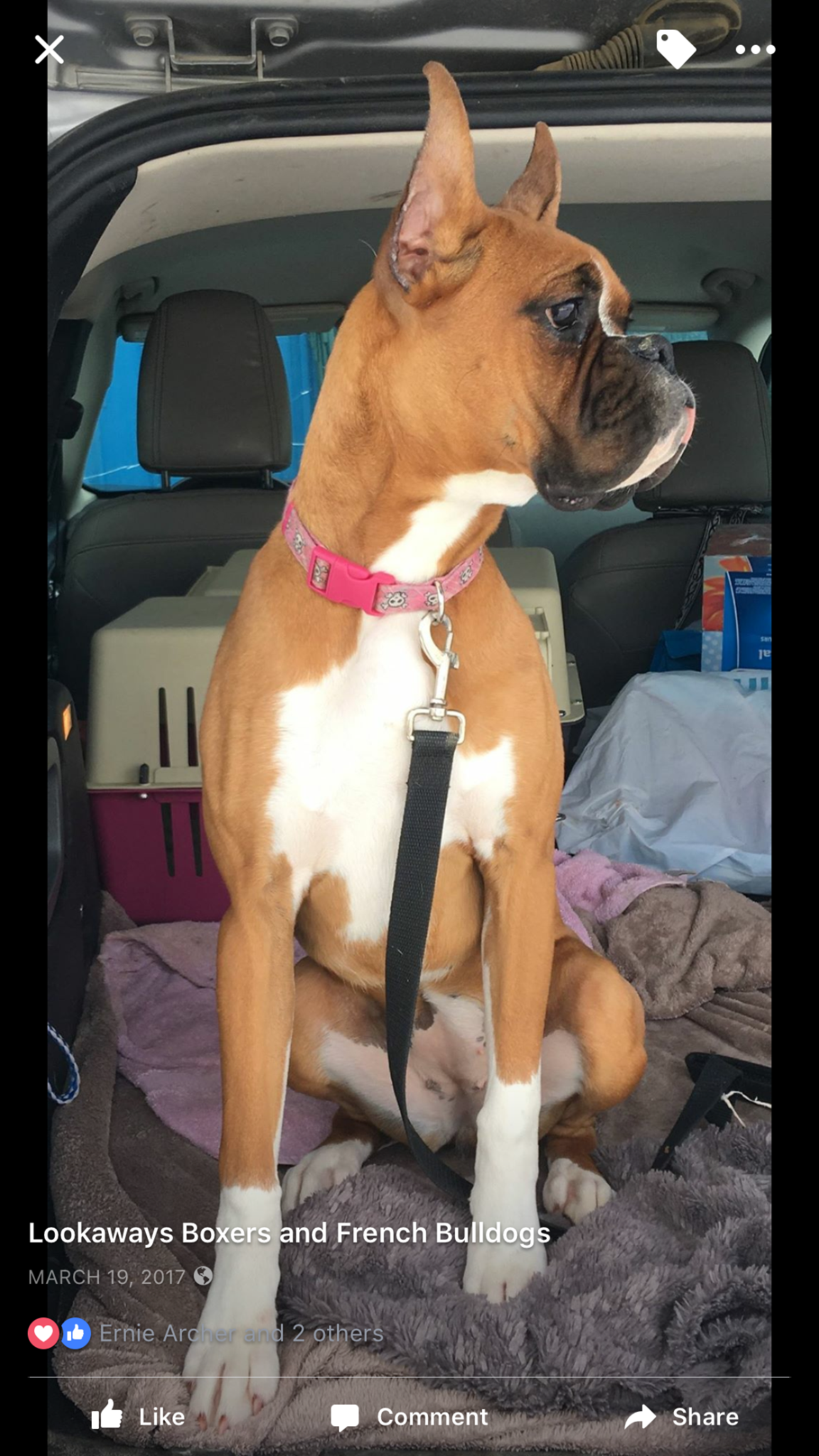 French Miniature Boxer Dog