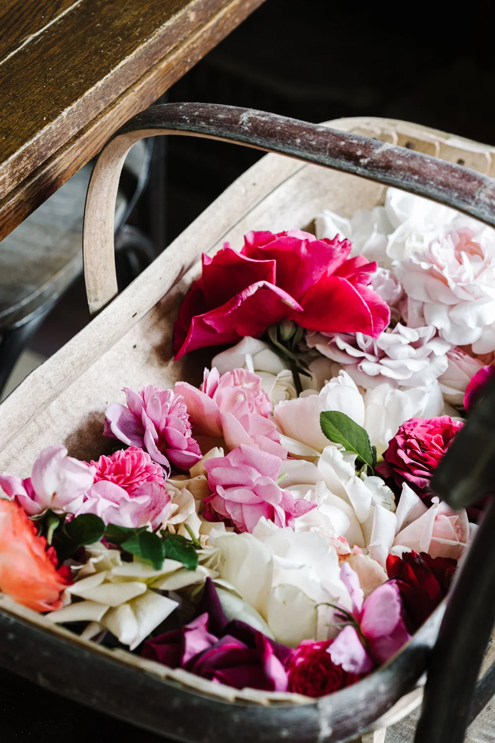 Garden - Caring for Roses in Winter — Acre of Roses