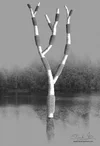 Typha — Stuart Ian Frost
