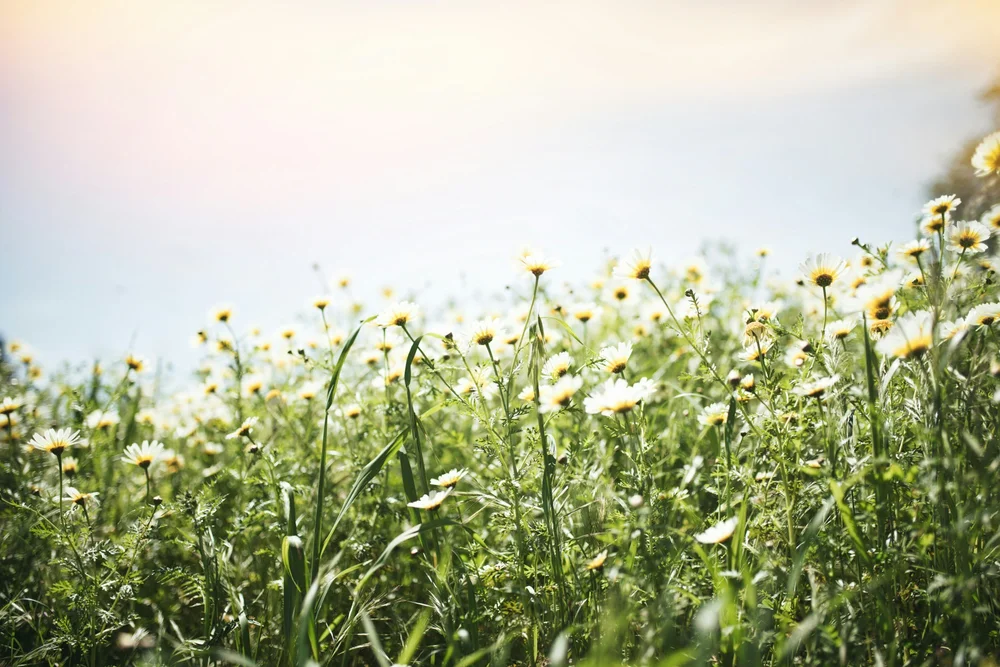 What to Do if You Have a Fear of Wasps and Bees — Dr. Whitley Lassen ...