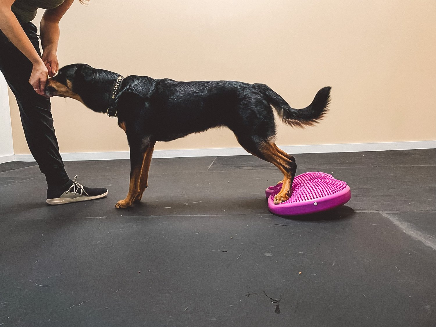 Aqua Paws - Rehab, Hydrotherapy, Fitness and Wellness — Aquapaws Canine ...