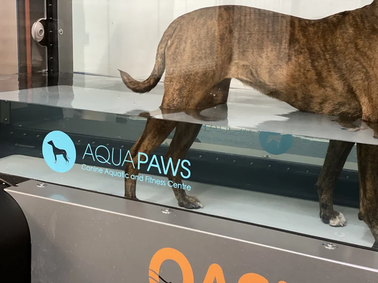 Aqua Paws - Rehab, Hydrotherapy, Fitness and Wellness — Aquapaws Canine ...