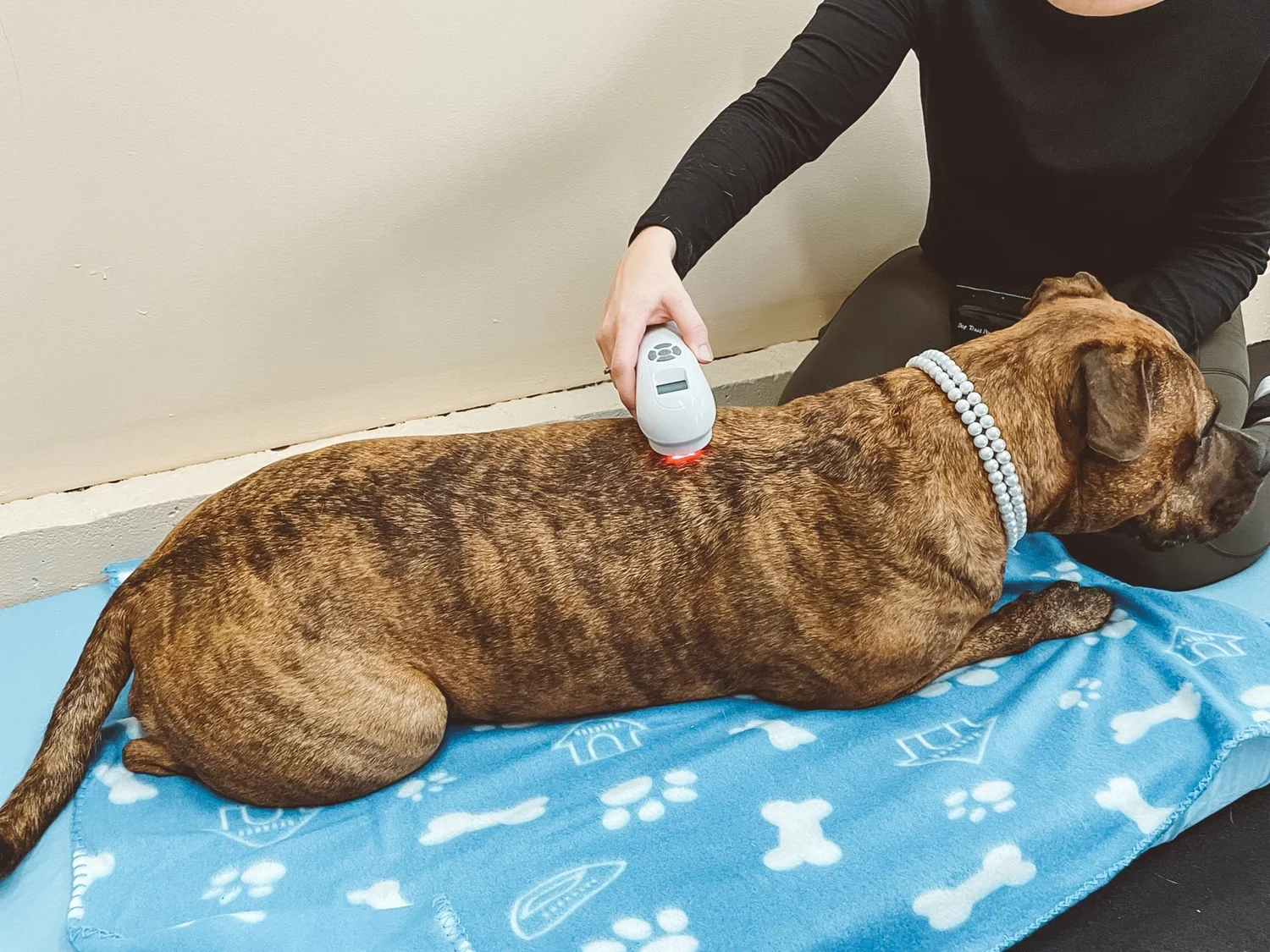 Aqua Paws - Rehab, Hydrotherapy, Fitness and Wellness — Aquapaws Canine ...