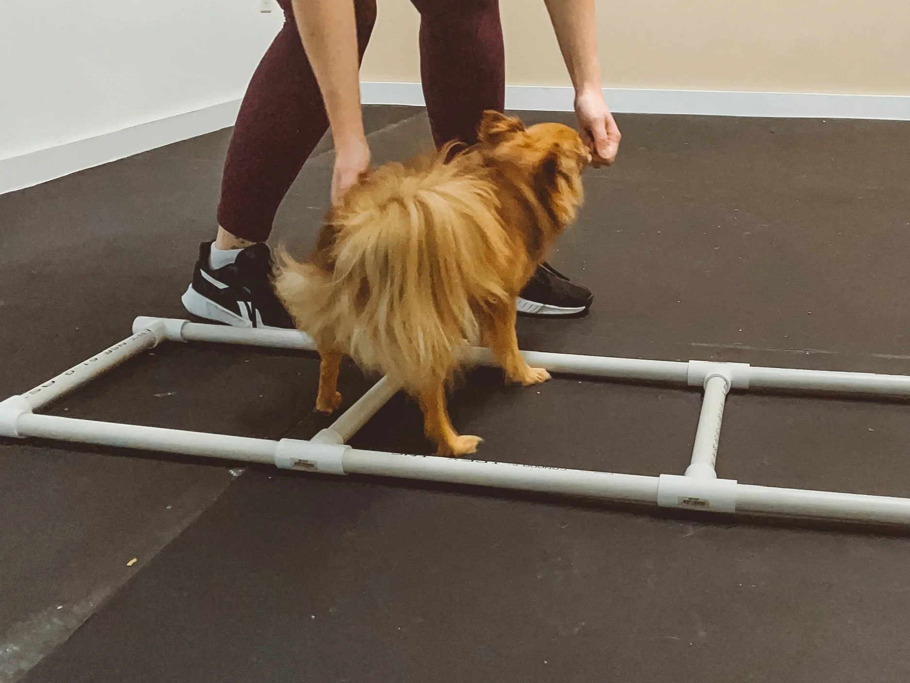 Aqua Paws - Rehab, Hydrotherapy, Fitness and Wellness — Aquapaws Canine ...