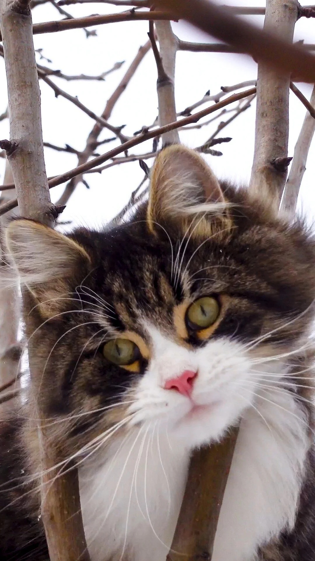 All Cat Products — Triumph Pet Food