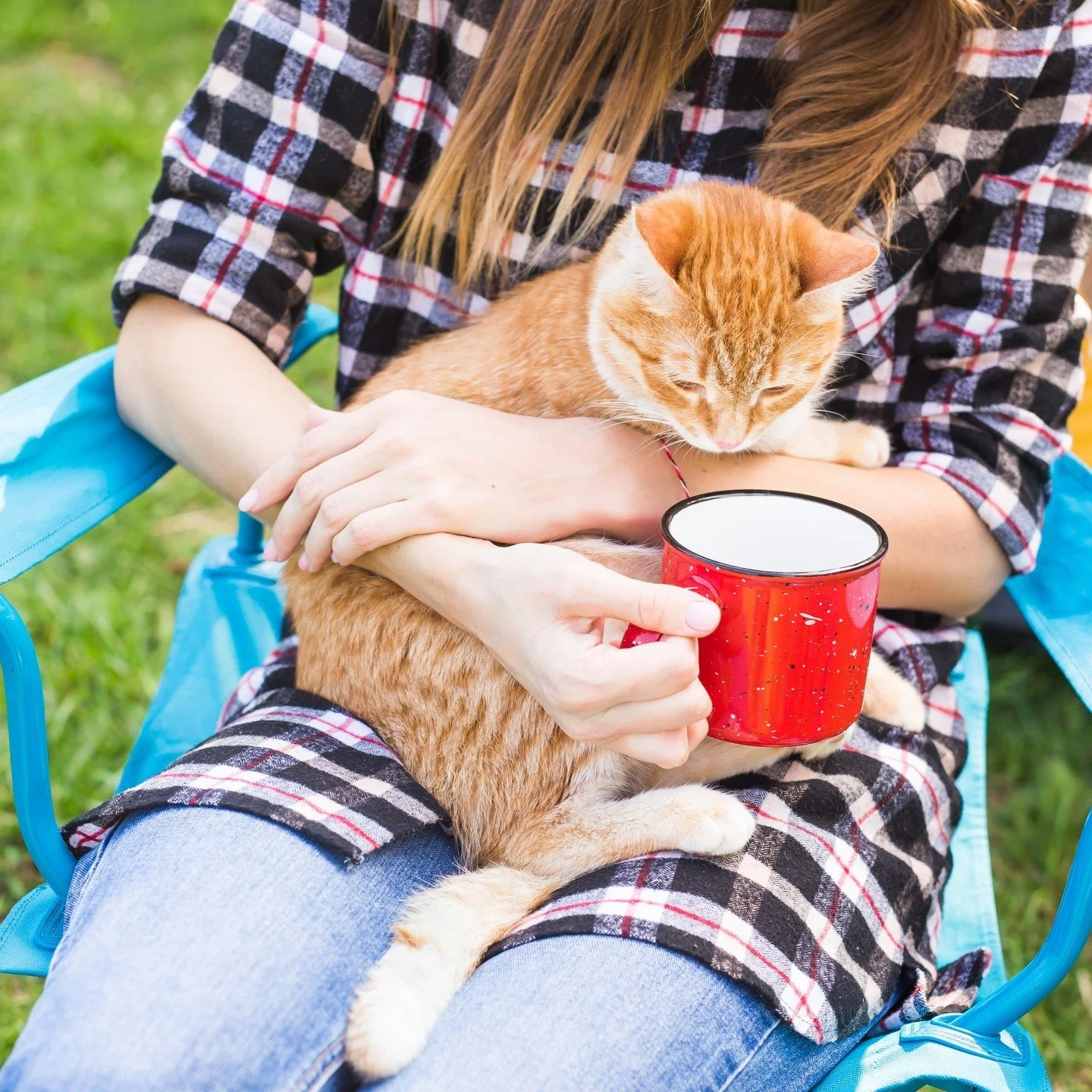 All Cat Products — Triumph Pet Food