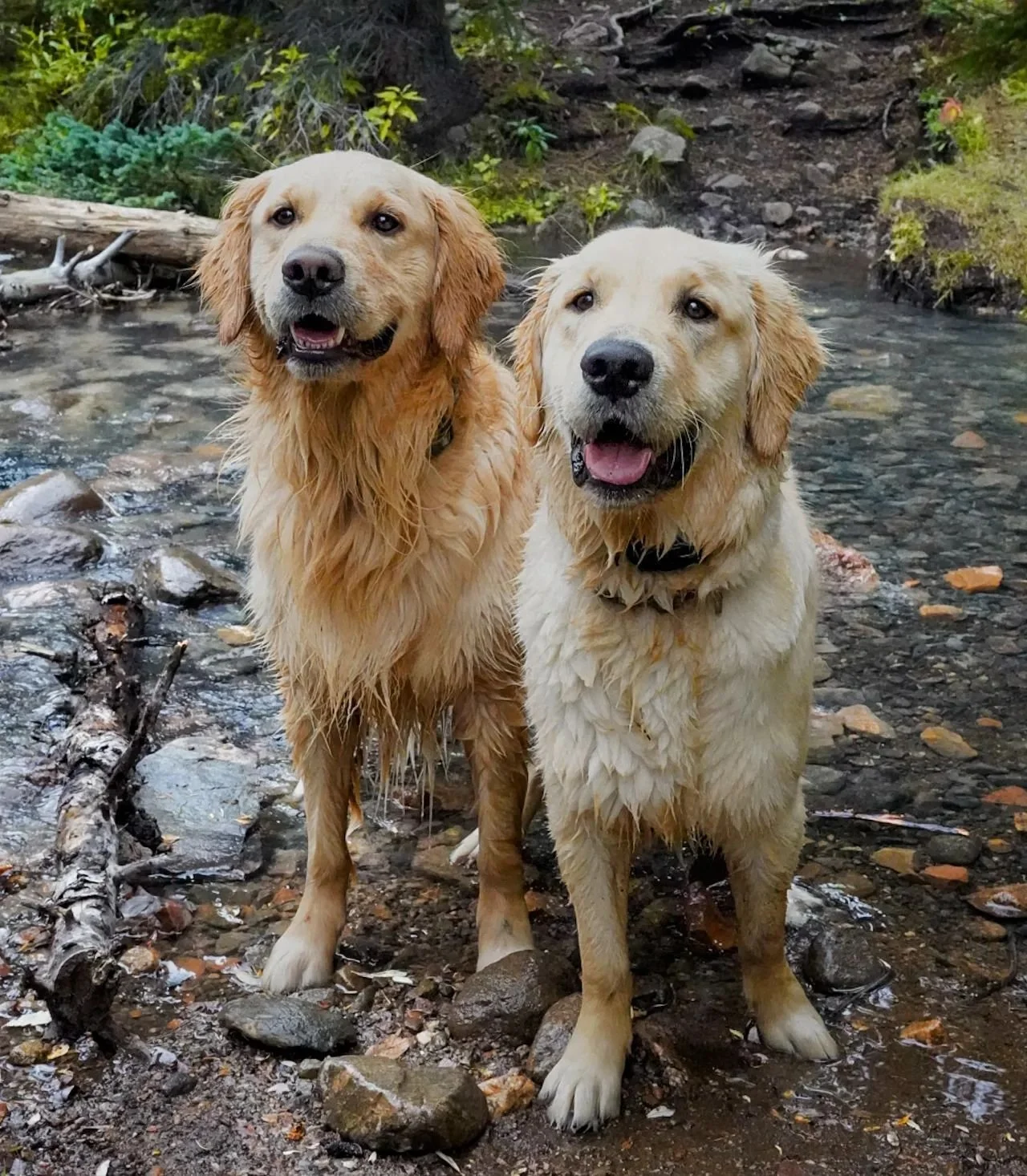 Triumph Pet Food
