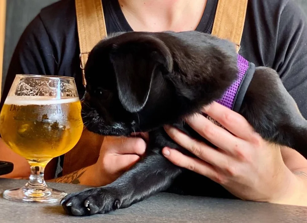 The Best Pet Friendly Breweries — Triumph Pet Food