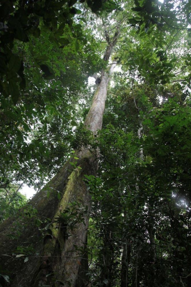 The Forest — Gola Rainforest National Park