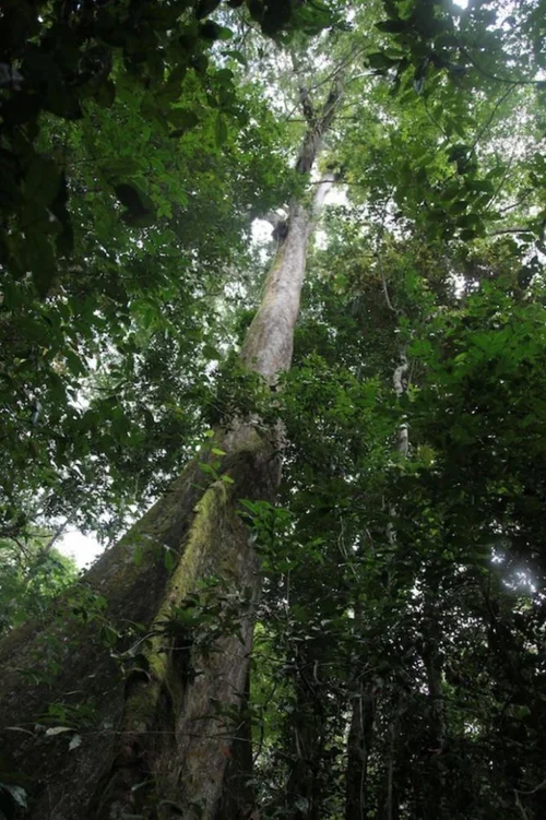 The Forest — Gola Rainforest National Park