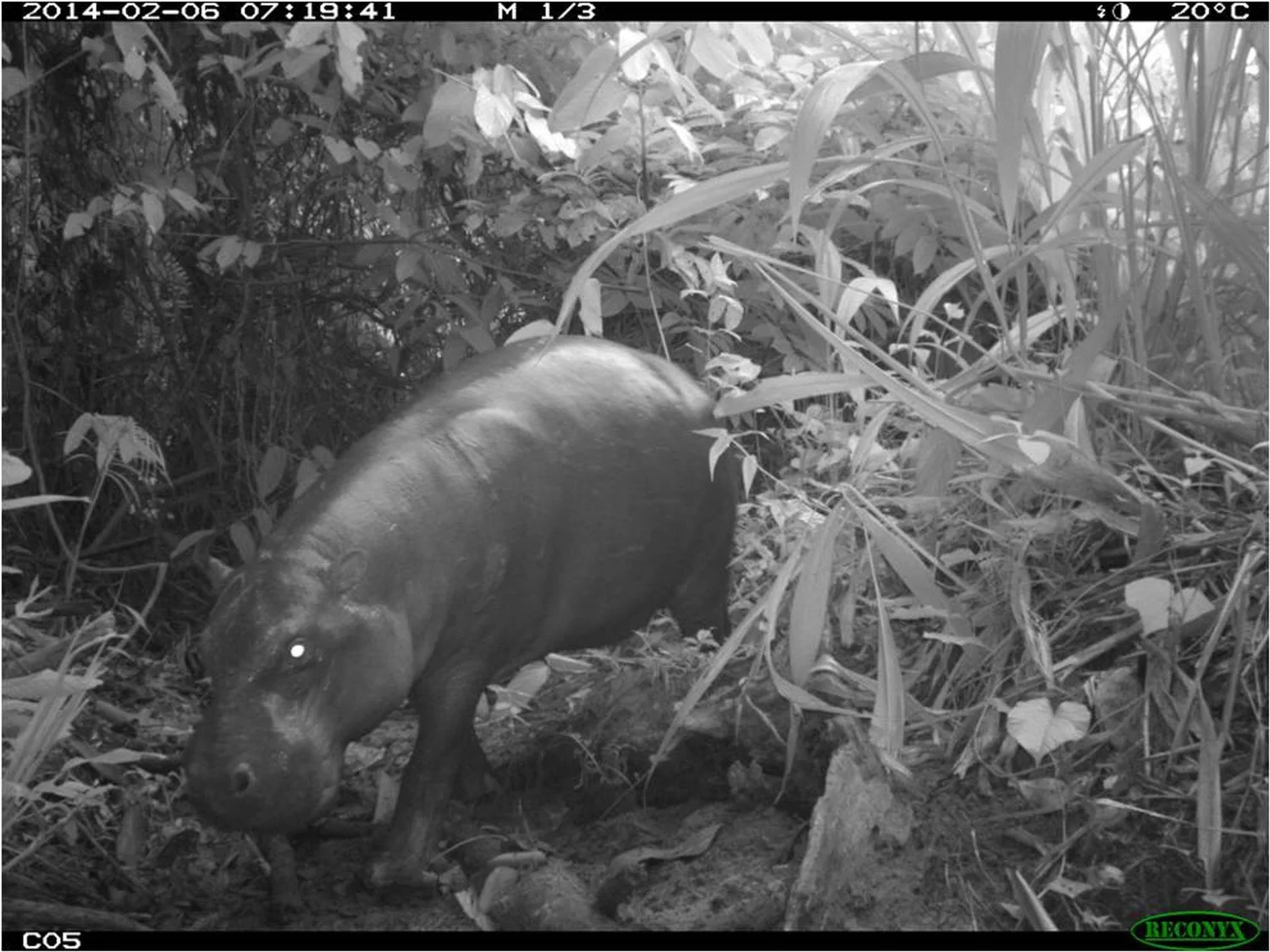 Pygmy Hippo Research — Gola Rainforest National Park